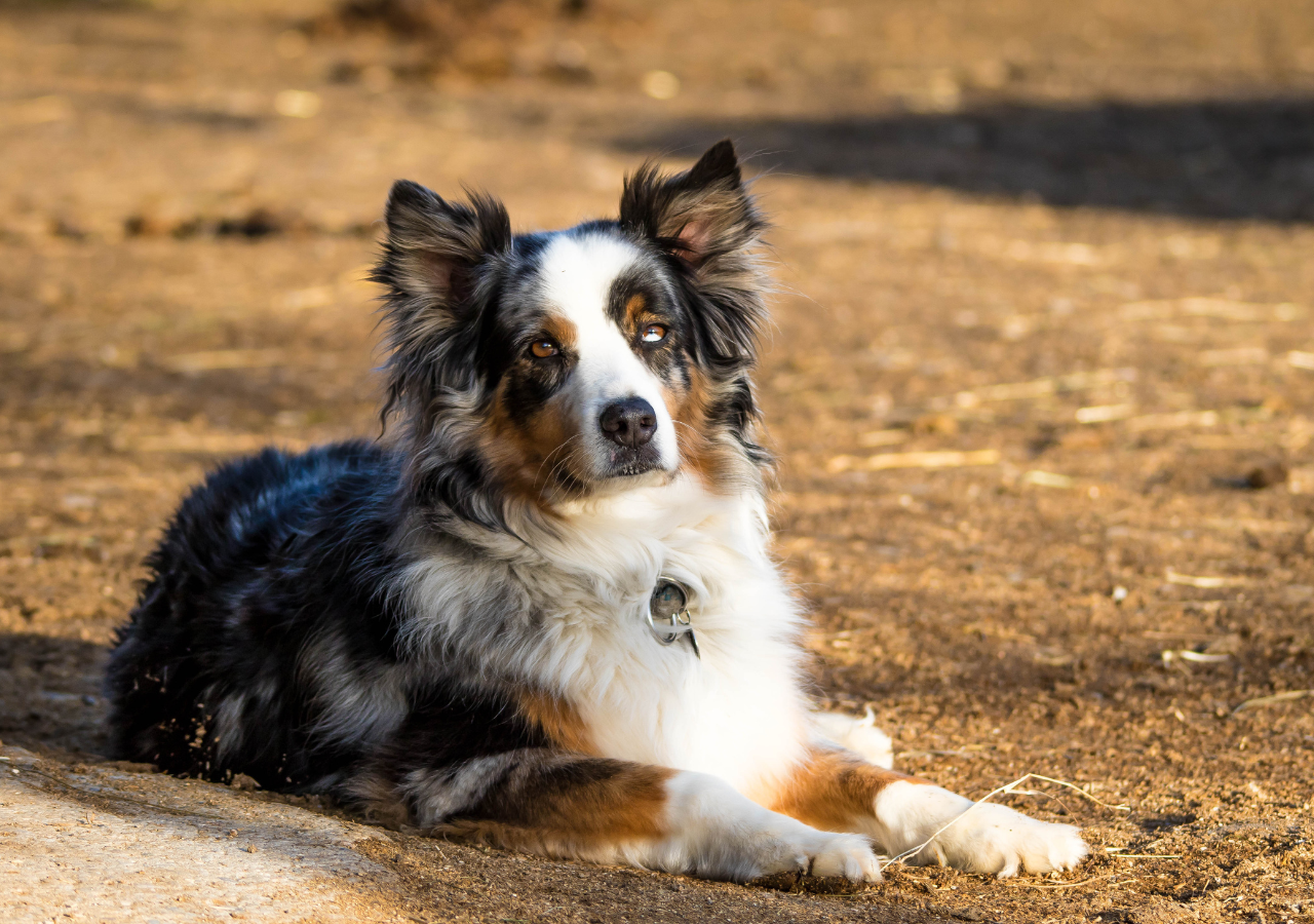 6 Things To Know Before Bringing Home A Rescue Dog - HBT